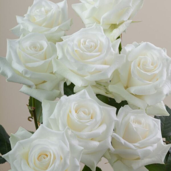Akito Roses - Florabundance Wholesale Flowers