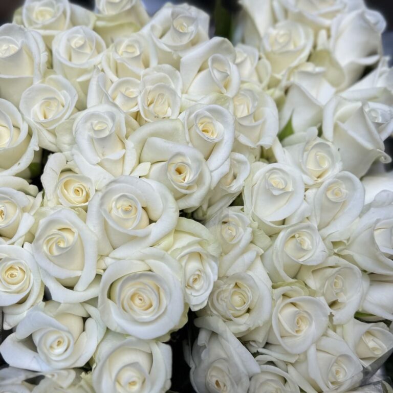 Rose, Akito-CA - Florabundance Wholesale Flowers