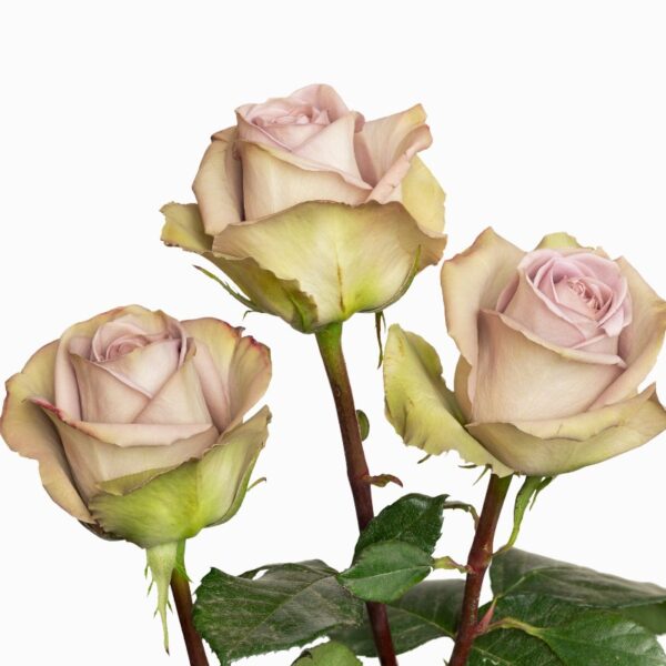 Amnesia Roses - Florabundance Wholesale Flowers