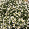 White Montecasino Asters - Florabundance Wholesale Flowers