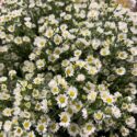 White Montecasino Asters - Florabundance Wholesale Flowers