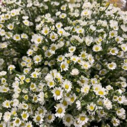 White Montecasino Asters - Florabundance Wholesale Flowers