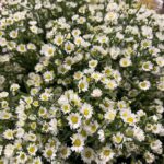 White Montecasino Asters - Florabundance Wholesale Flowers