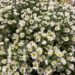 White Montecasino Asters - Florabundance Wholesale Flowers