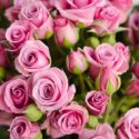 Blue Moon Spray Roses - Florabundance Wholesale Flowers