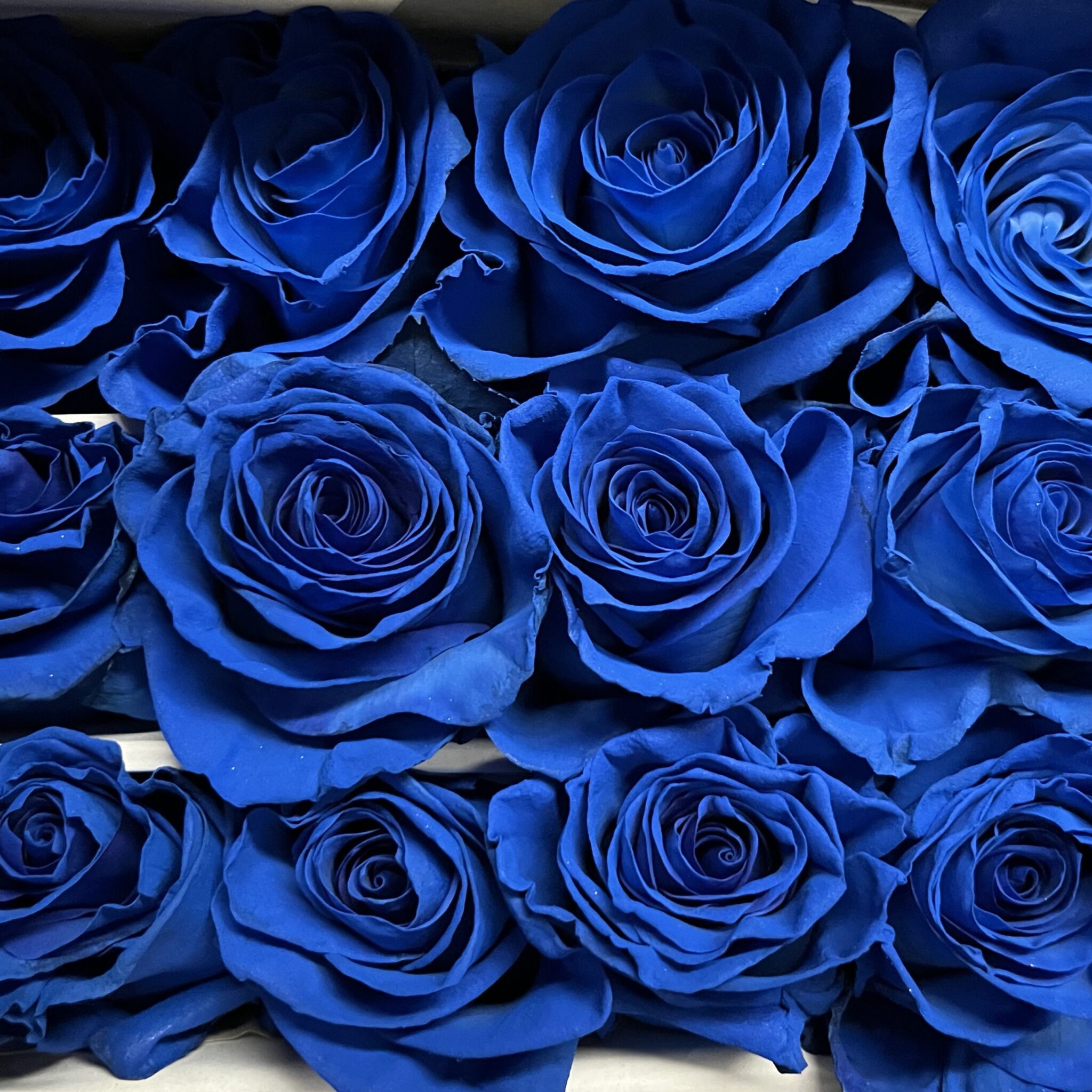 Blue Tinted Roses - Florabundance Wholesale Flowers
