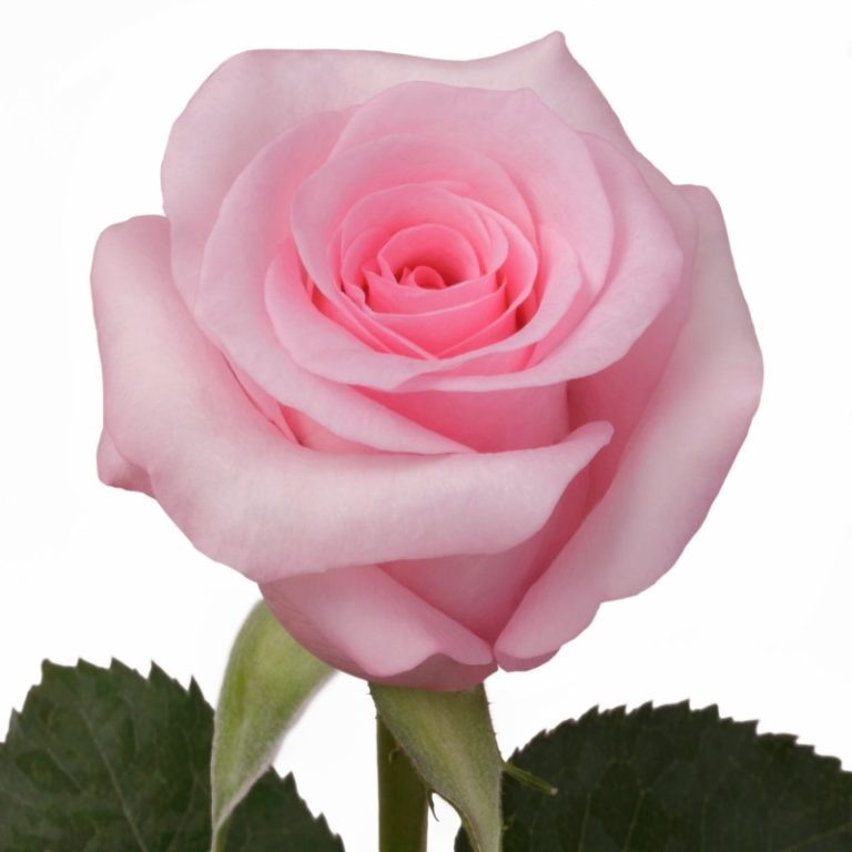 Blushing Akito Roses - Florabundance Wholesale Flowers