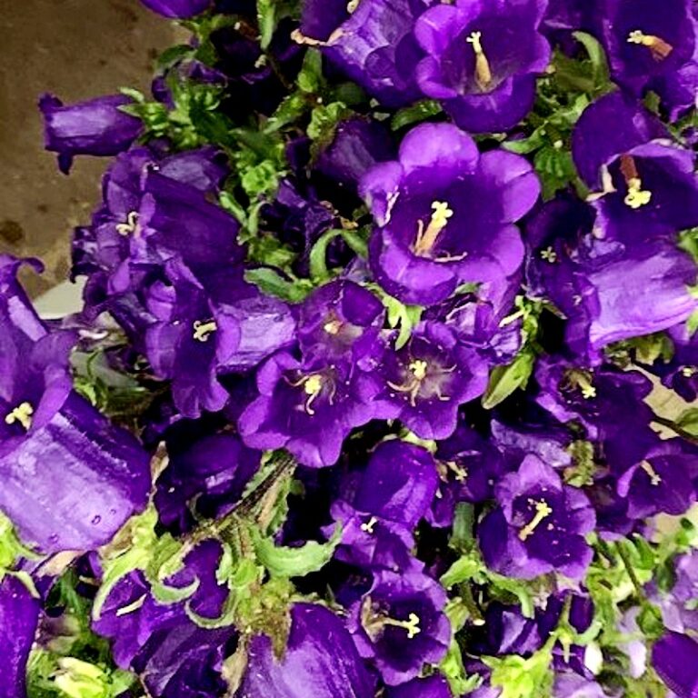 Purple Campanula - Florabundance Wholesale Flowers
