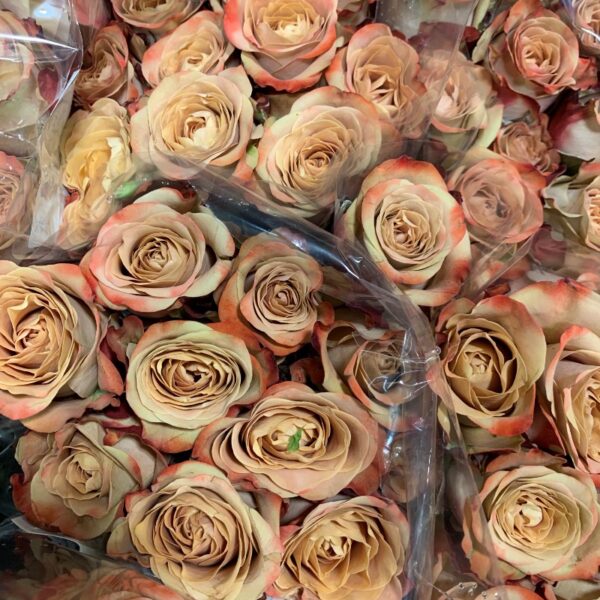 Cappuccino Roses - Florabundance Wholesale Flowers