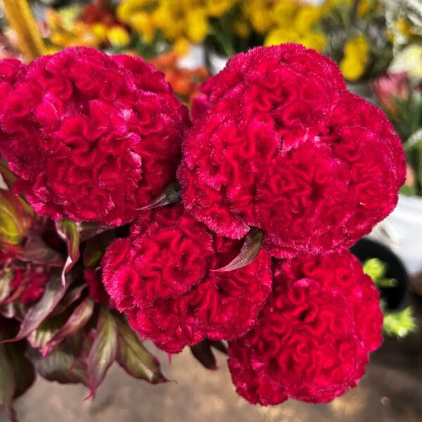 Hot Pink Coxcomb Celosia - Florabundance Wholesale Flowers