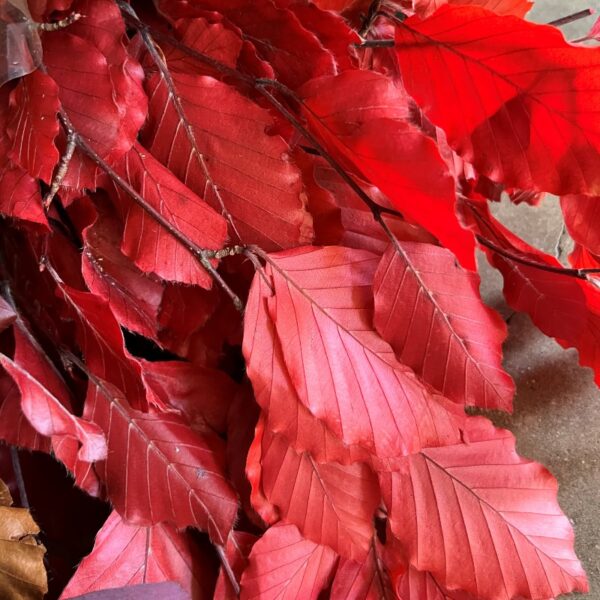 Red Copper Beech - Florabundance Wholesale Flowers