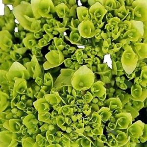 Green Mini Hydrangea - Florabundance Wholesale Flowers