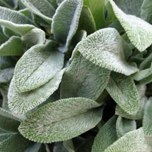 Lamb's Ear - Florabundance Wholesale Flowers