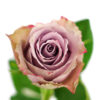 Grey Knight Roses - Florabundance Wholesale Flowers