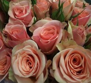 Ilse Spray Roses - Florabundance Wholesale Flowers