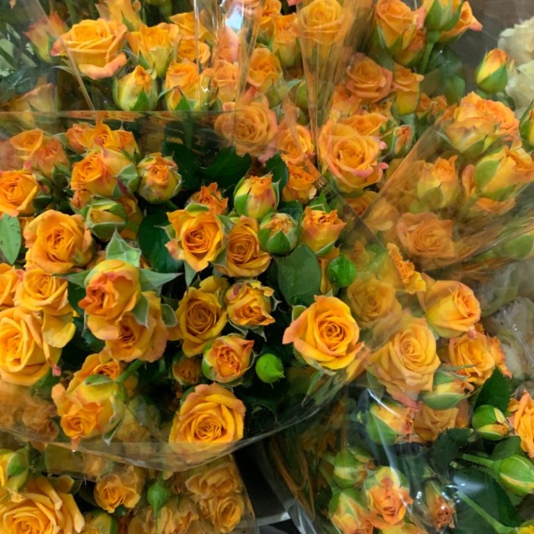 Macarena Spray Roses - Florabundance Wholesale Flowers