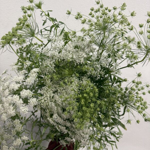 Queen Anne's Lace - Florabundance Wholesale Flowers