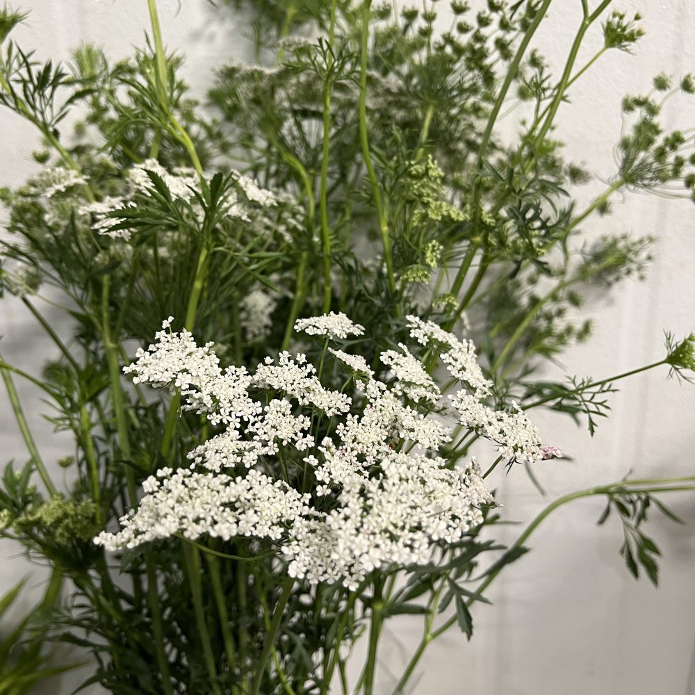 Queen Anne's Lace - Florabundance Wholesale Flowers