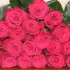 Roseberry Roses - Florabundance Wholesale Flowers