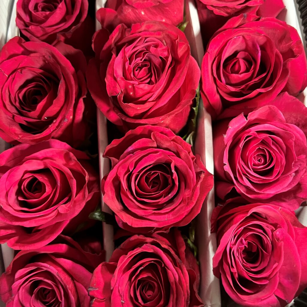 Roseberry Roses - Florabundance Wholesale Flowers