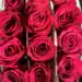 Roseberry Roses - Florabundance Wholesale Flowers