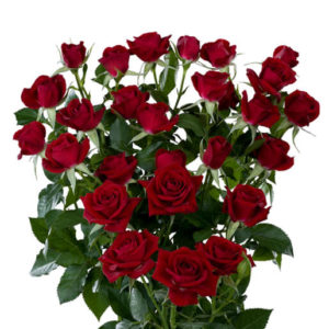 Rubicon Spray Roses - Florabundance Wholesale Flowers