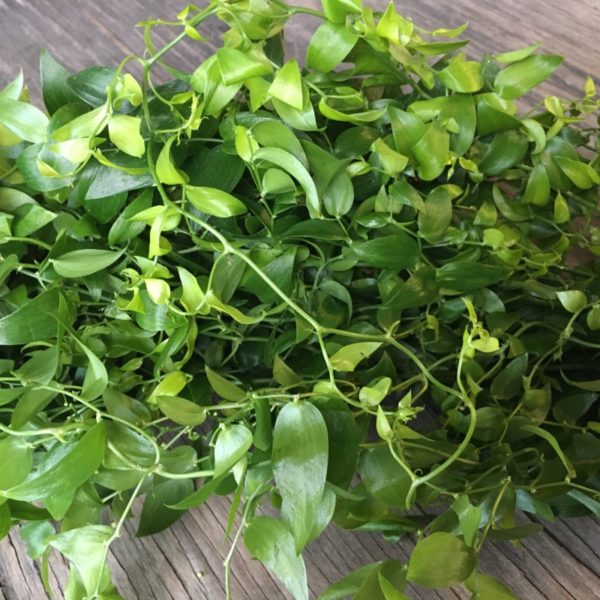 Smilax, Wedding Vine (domestic) - Florabundance Wholesale Flowers