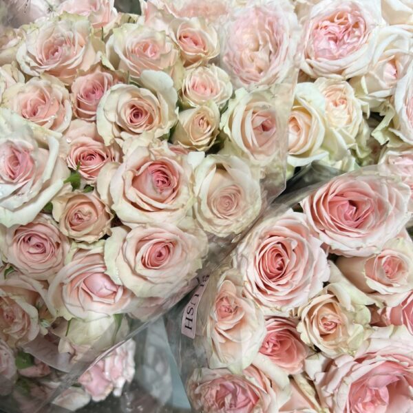 Star Blush Spray Roses - Florabundance Wholesale Flowers