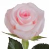 Sweet Akito Roses - Florabundance Wholesale Flowers