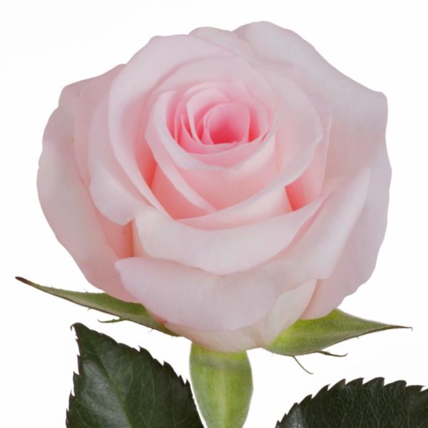 Sweet Akito Roses - Florabundance Wholesale Flowers