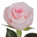 Sweet Akito Roses - Florabundance Wholesale Flowers