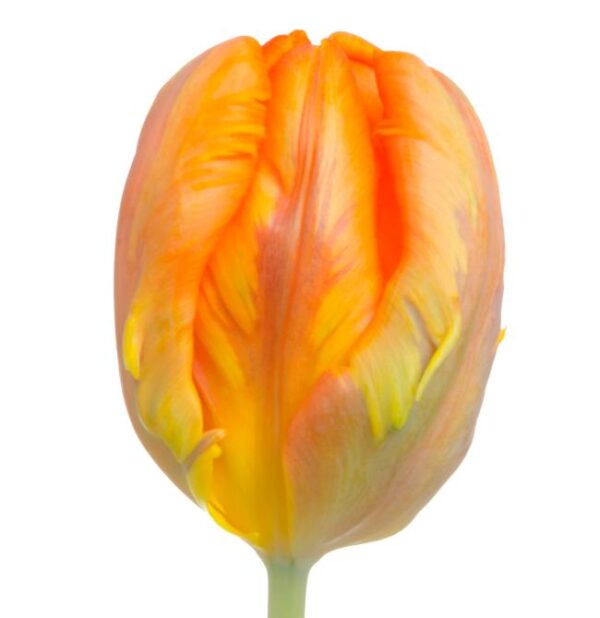 Orange Parrot Tulips - Florabundance Wholesale Flowers