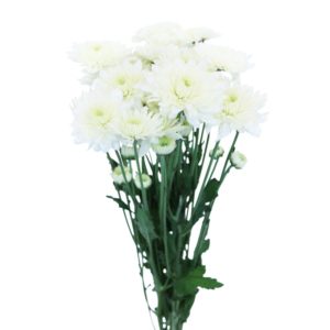 White Cushion Spray Mums - Florabundance Wholesale Flowers