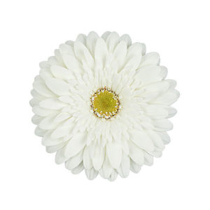 White Mini Gerberas - Florabundance Wholesale Flowers