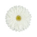 White Mini Gerberas - Florabundance Wholesale Flowers