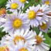 White Montecasino Asters - Florabundance Wholesale Flowers