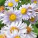 White Montecasino Asters - Florabundance Wholesale Flowers