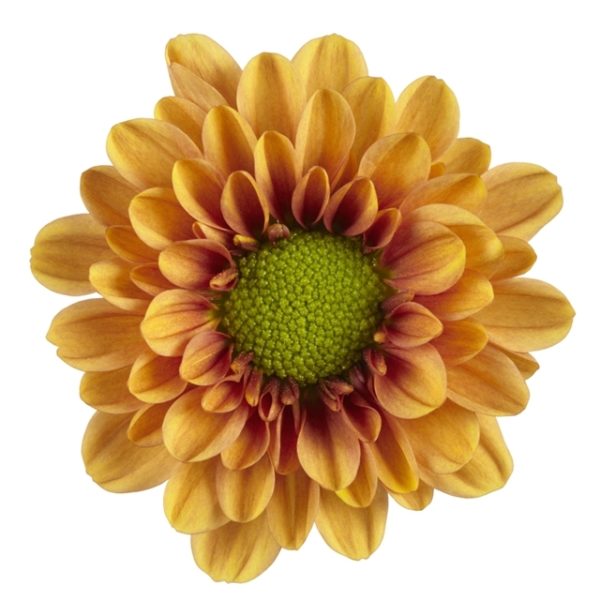 Bronze Daisy Spray Mums - Florabundance Wholesale Flowers