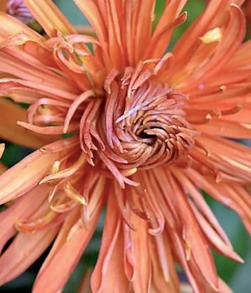 Mums | Florabundance Wholesale Flowers