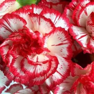 White/Red Carnations - Florabundance Wholesale Flowers