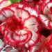 White/Red Carnations - Florabundance Wholesale Flowers
