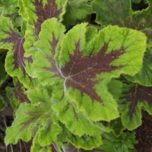 Chocolate Scented Geranium - Florabundance Wholesale Flowers
