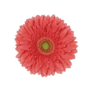 Coral Gerberas - Florabundance Wholesale Flowers