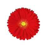 Red Gerberas - Florabundance Wholesale Flowers