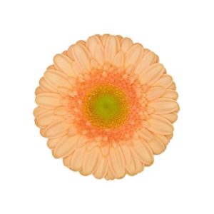 Peach Mini Gerberas - Florabundance Wholesale Flowers