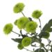 Green Button Spray Mums - Florabundance Wholesale Flowers