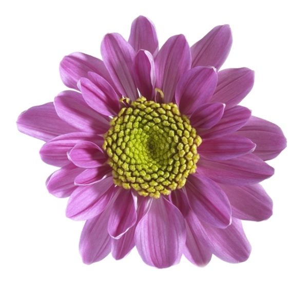 Lavender Daisy Spray Mums - Florabundance Wholesale Flowers