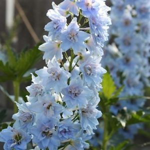 Light Blue Hybrid Delphinium - Florabundance Wholesale Flowers