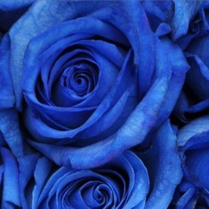 Blue Tinted Roses - Florabundance Wholesale Flowers