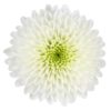 White Button Spray Mums - Florabundance Wholesale Flowers